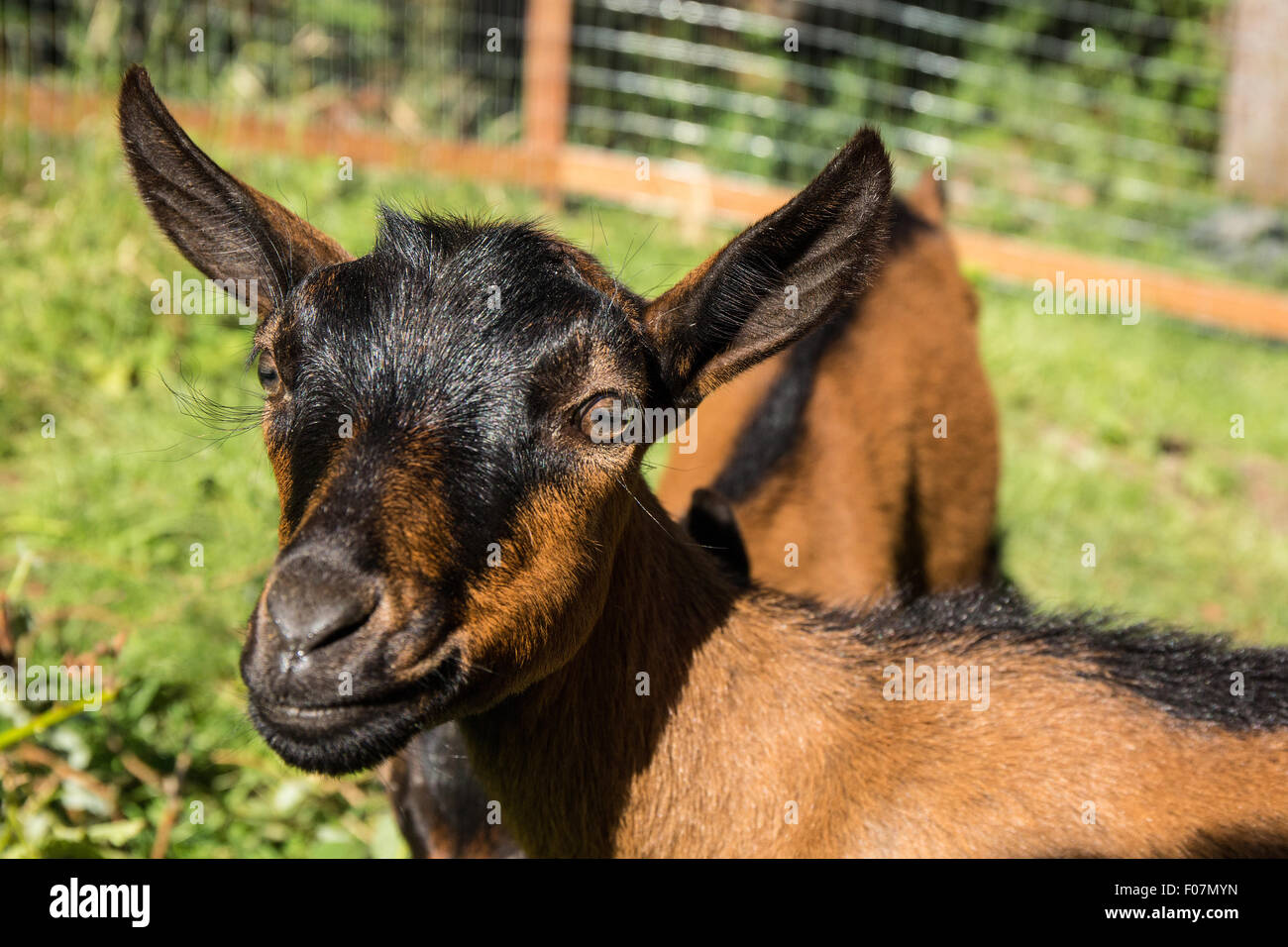Close up two baby goats hi-res stock photography and images - Alamy