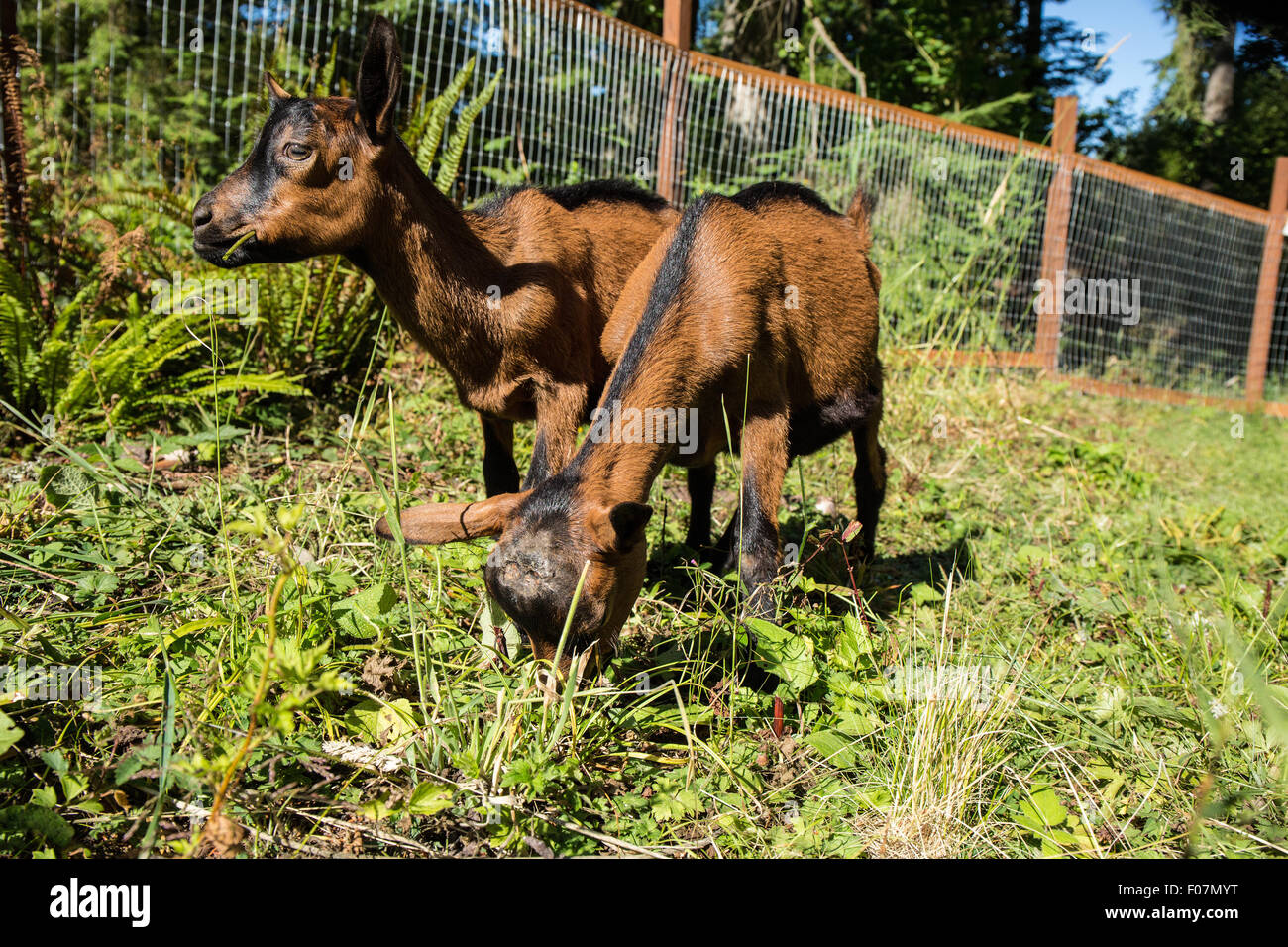 Two 11 week old Oberhasli goats eating grass in their fenced enclosure ...