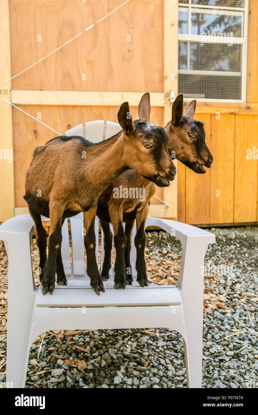 Two 11 week old Oberhasli goats posing on a white lawn chair in their ...