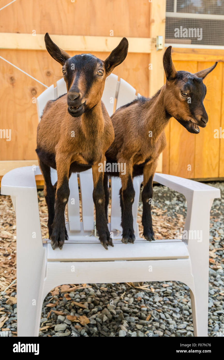 Two 11 week old Oberhasli goats posing on a white lawn chair in their ...