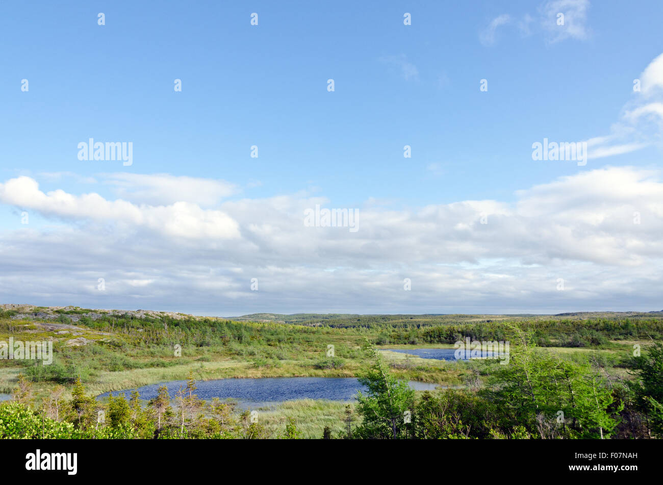 Forest trees wilderness newfoundland canada hi-res stock photography ...
