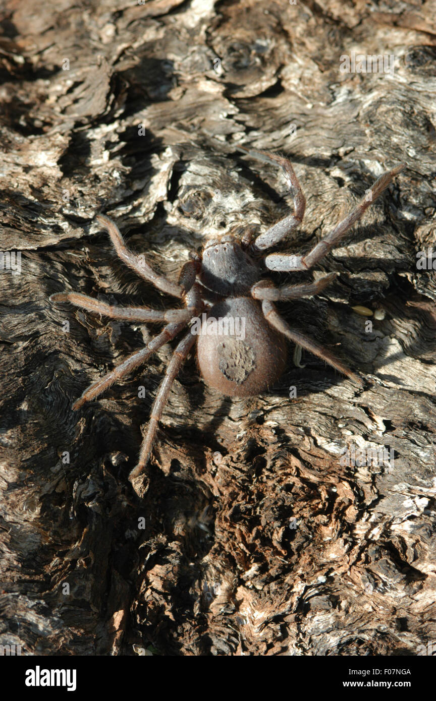 Huntsman 'spider australia hi-res stock photography and images - Alamy