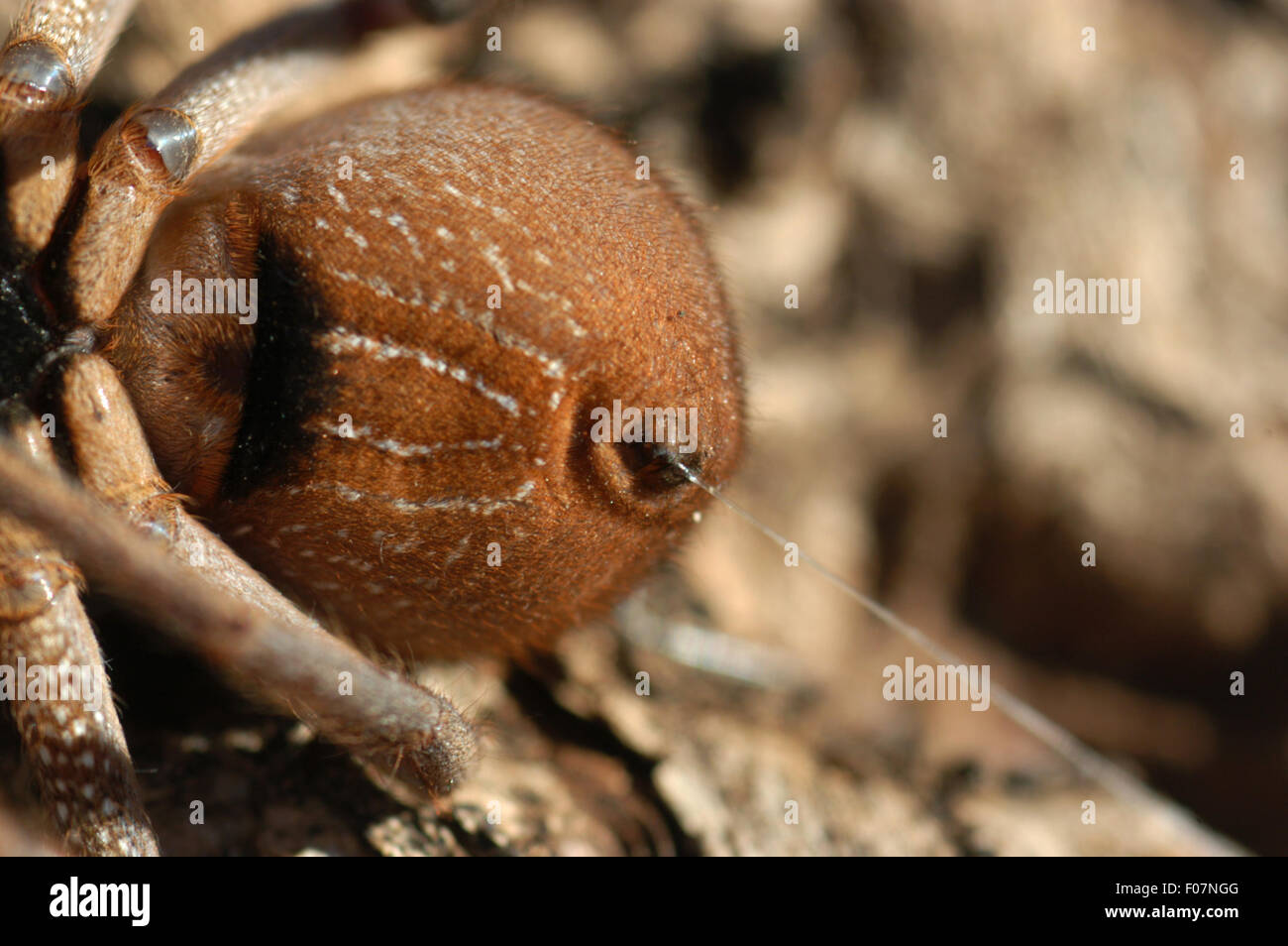Useing Their Spiders Spinnerets