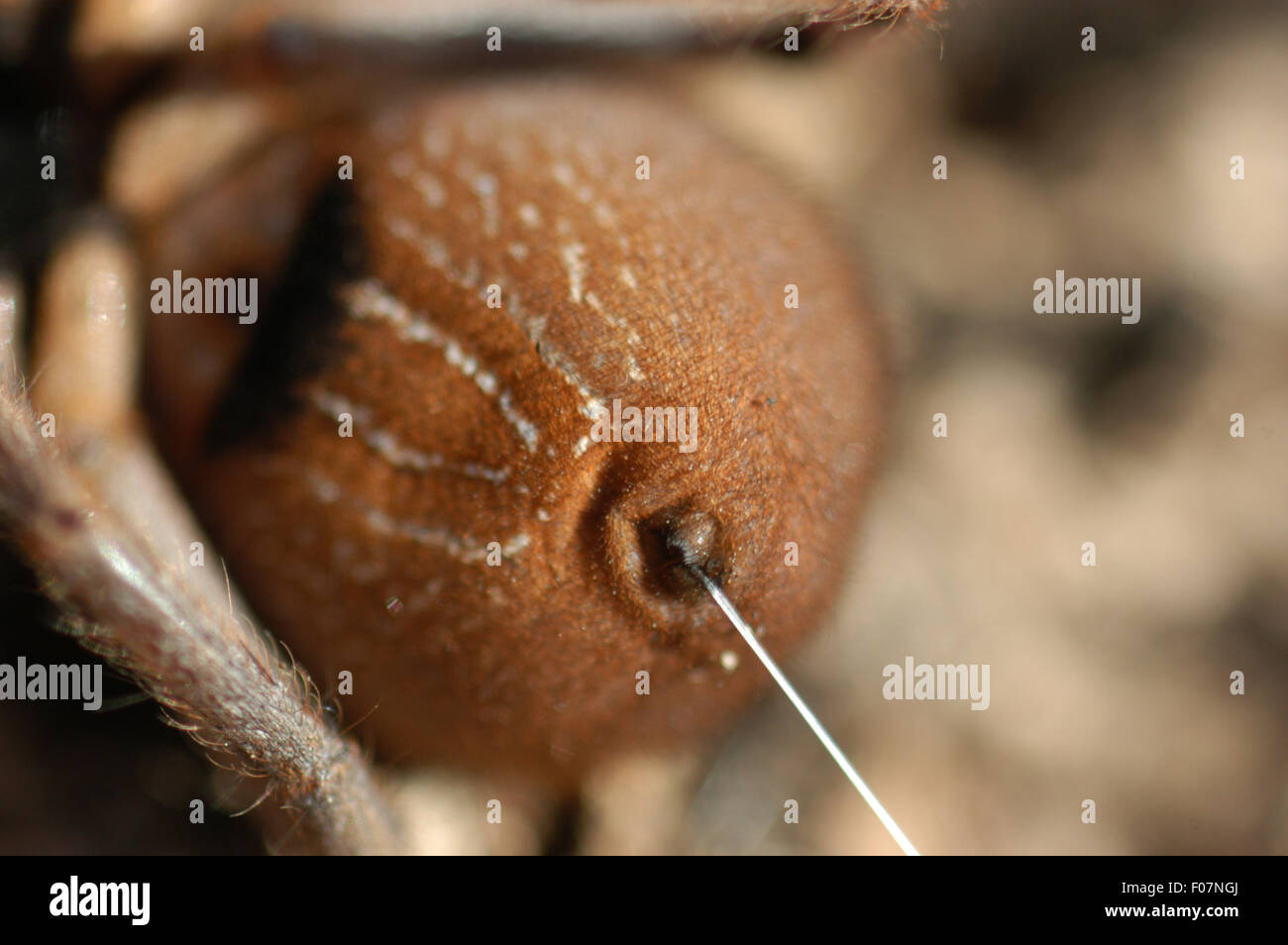 Spider spinneret hi-res stock photography and images - Alamy