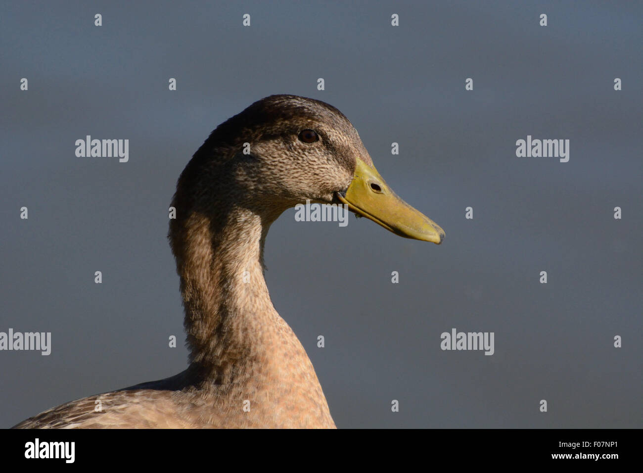 Portrait of Mallard Duck variety with molting plumage against lake ...