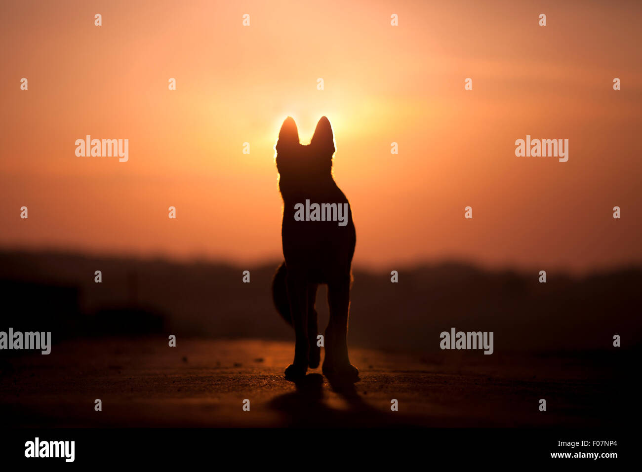 Play dog in sunset silhouette hi-res stock photography and images - Alamy