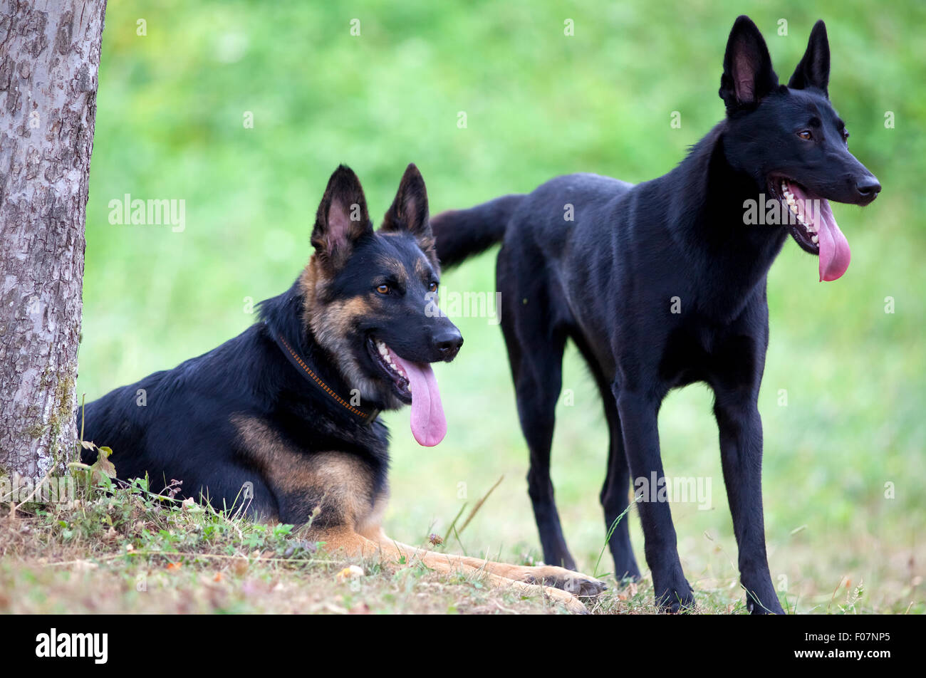Two dogs playing german shepherd hi-res stock photography and images ...