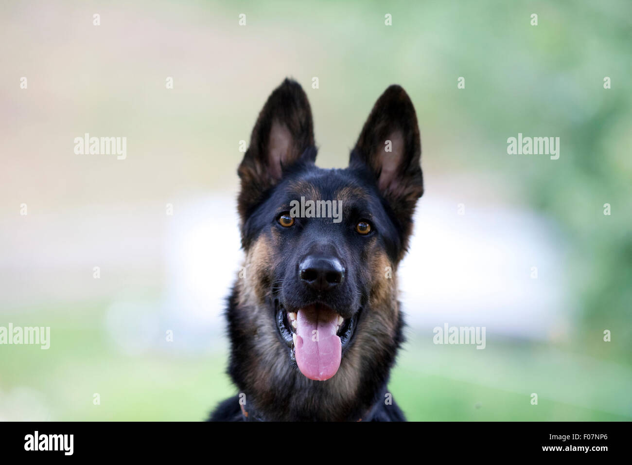 Portrait german shepherd tan hi-res stock photography and images - Alamy