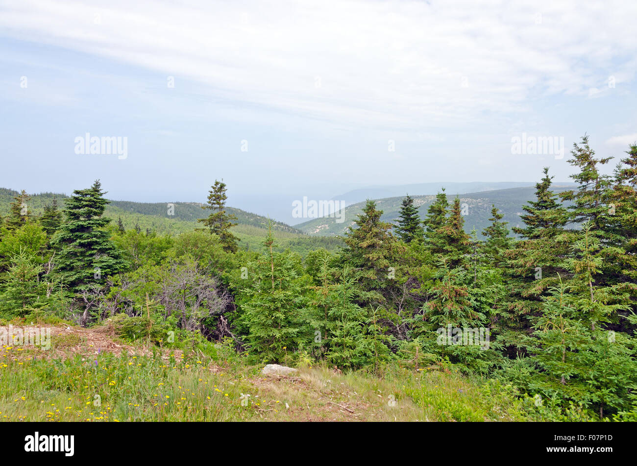 Spruce forest in the Cape Breton Highlands National Park Stock Photo ...