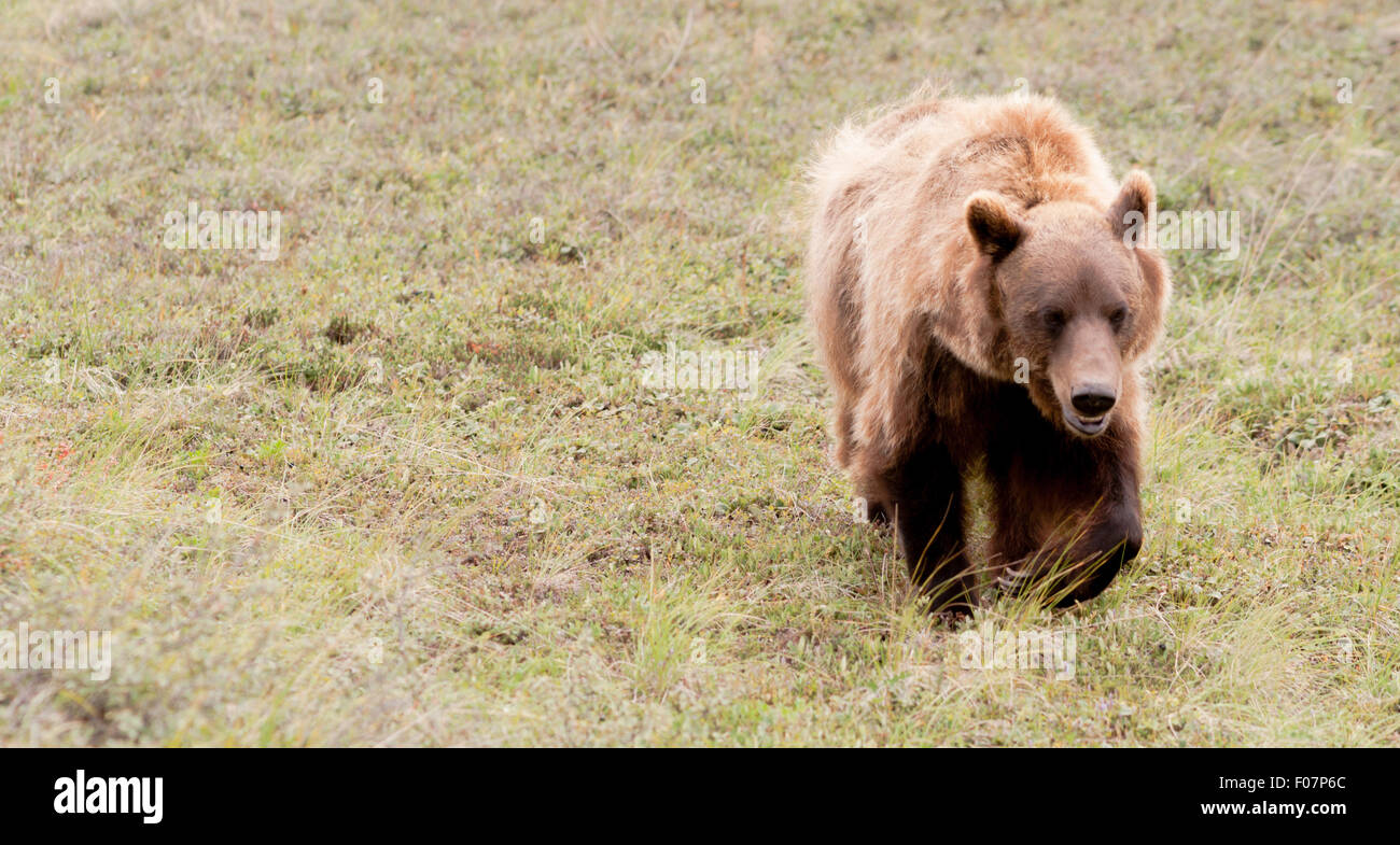 Large Wild Grizzly Bear Foraging for Food Alaska Outback Wildlife Stock ...