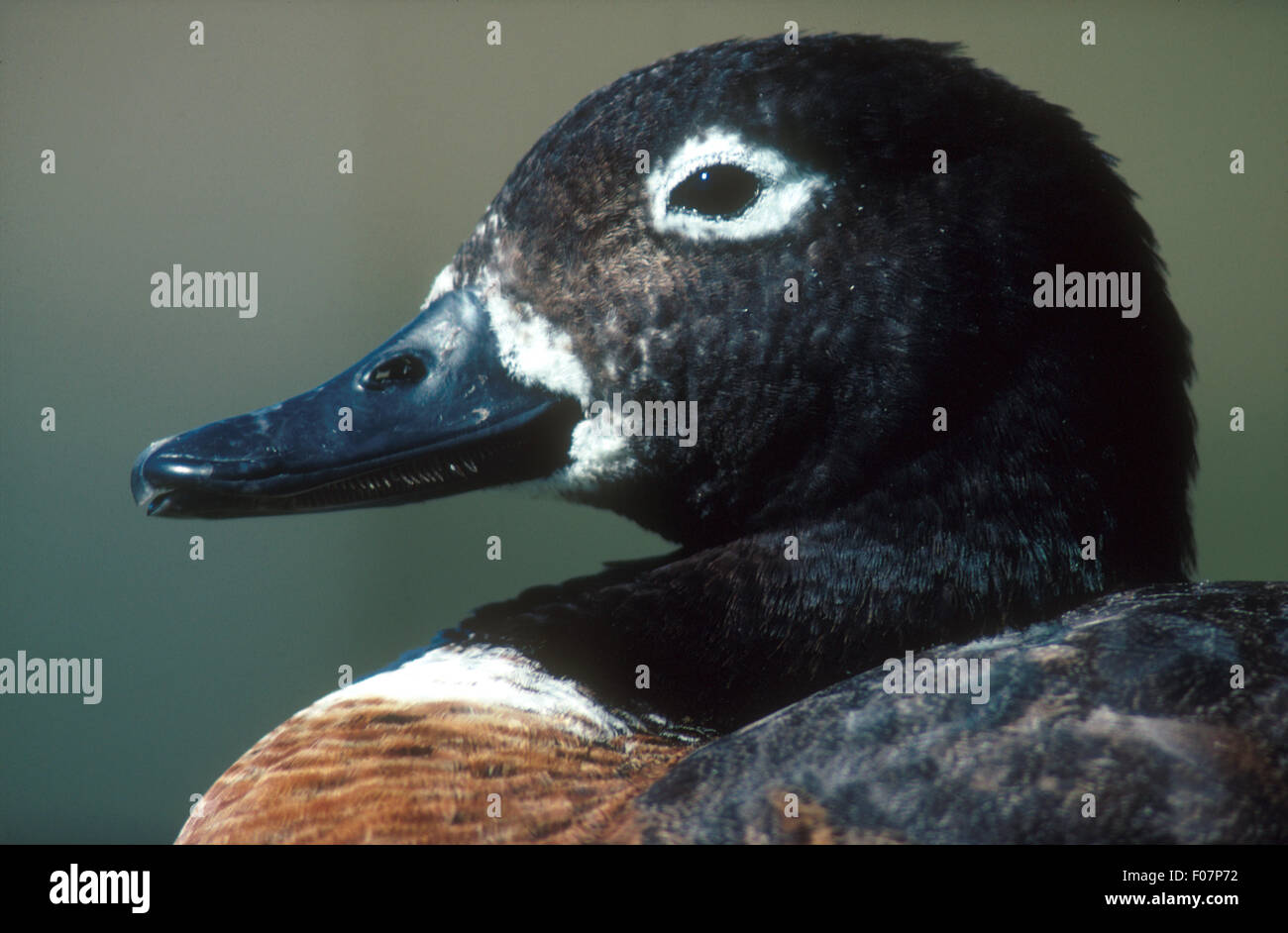 Australian duck hi-res stock photography and images - Alamy