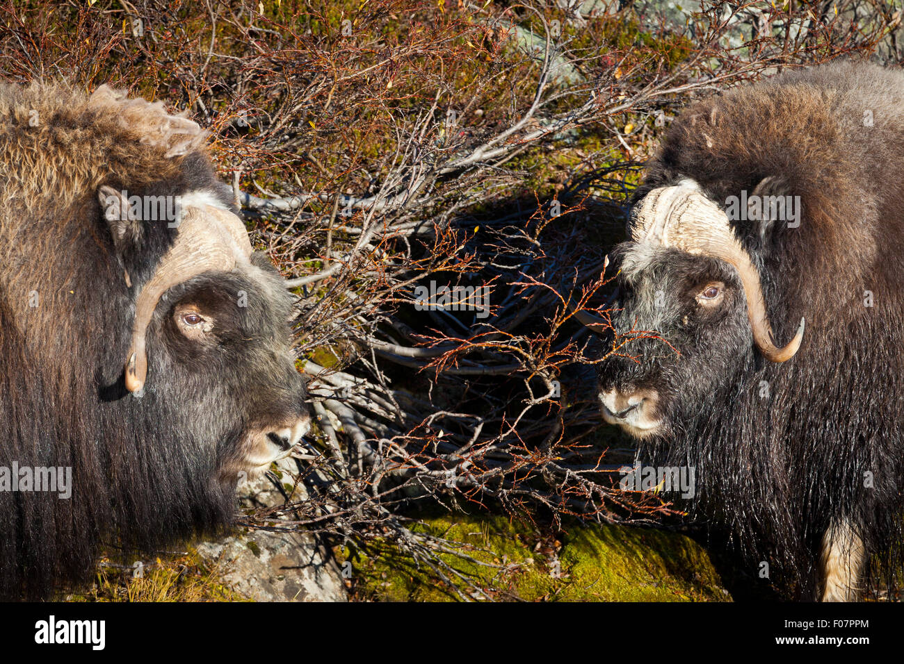 Muskoxen, Ovibos moschatus, in Dovrefjell national park, Dovre, Norway ...