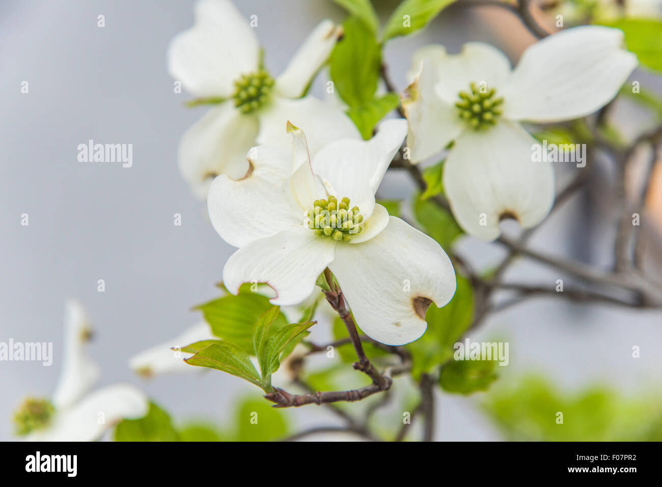 Flowering dogwood,near Futakotamagawa Park,Setagaya-Ku,Tokyo,Japan ...