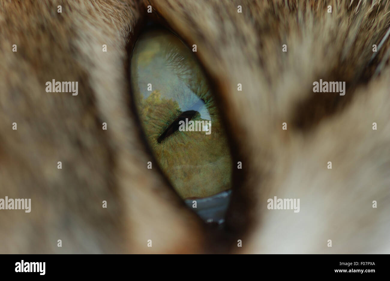 Close-up of a domestic cat's eye (Felis catus Stock Photo - Alamy