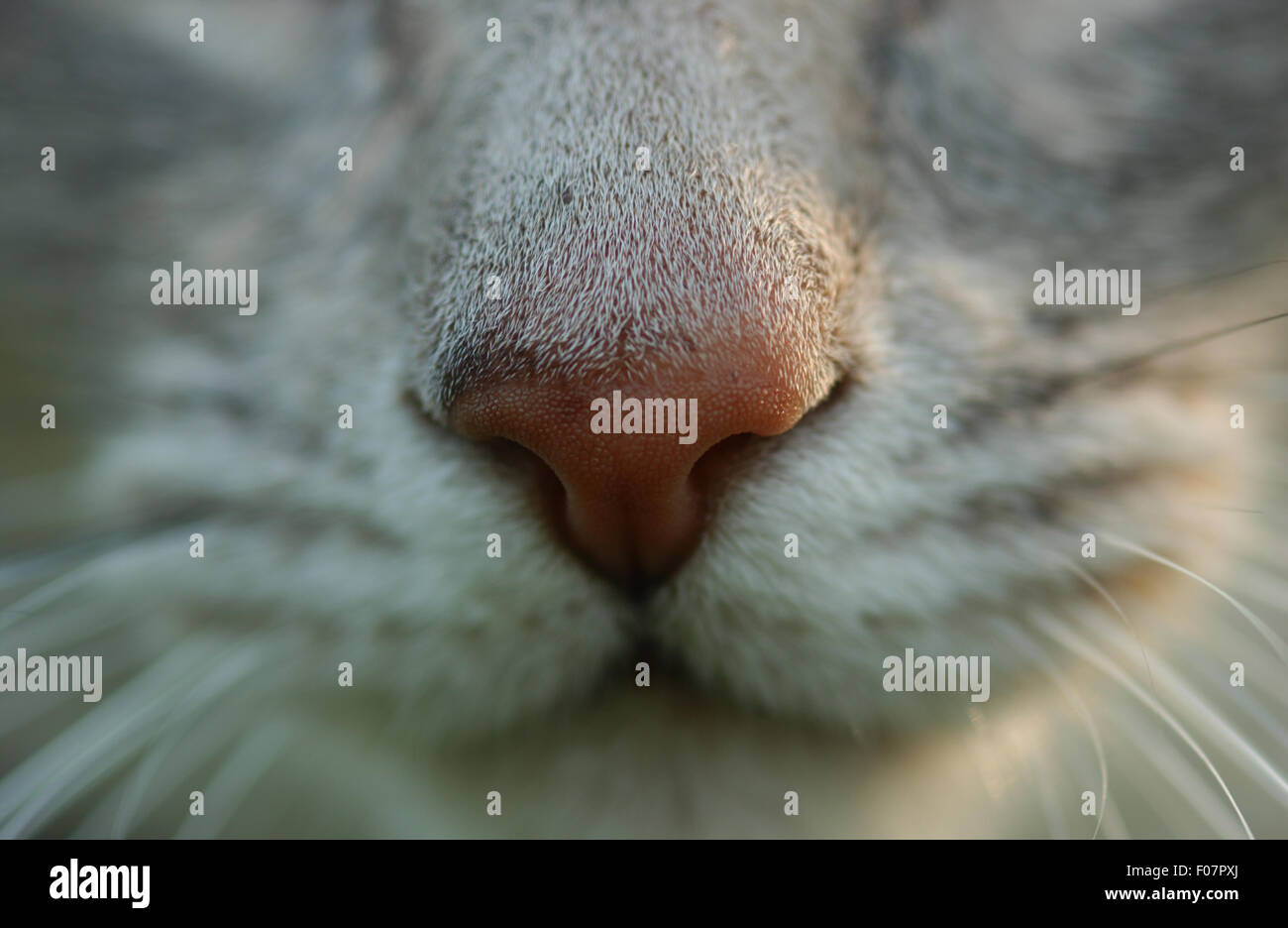 Close-up of a domestic cats nose (Felis catus Stock Photo - Alamy