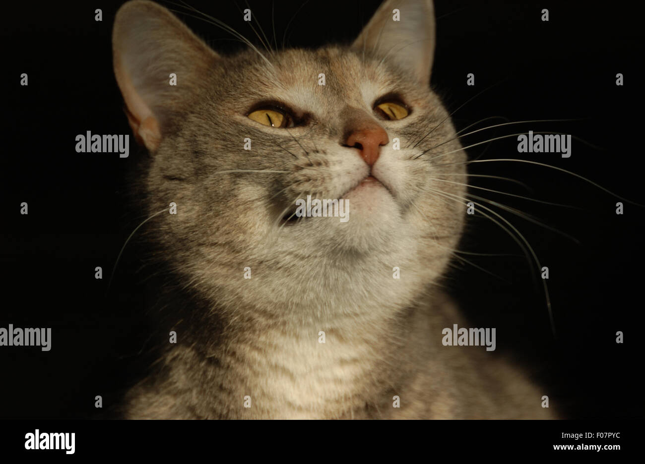 Head shot of domestic cat yawning (Felis catus Stock Photo - Alamy