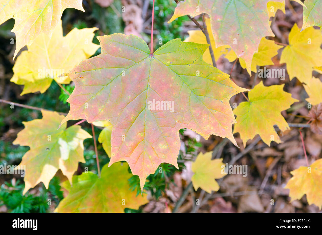 Fall's colorful trees in park near Superior Lake. Ontario, Canada Stock ...