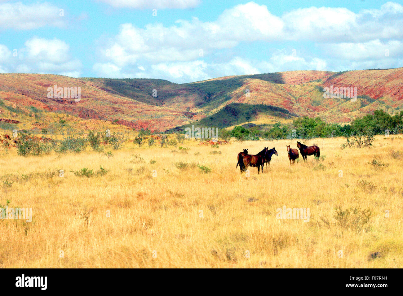 Australian brumbies hi-res stock photography and images - Alamy