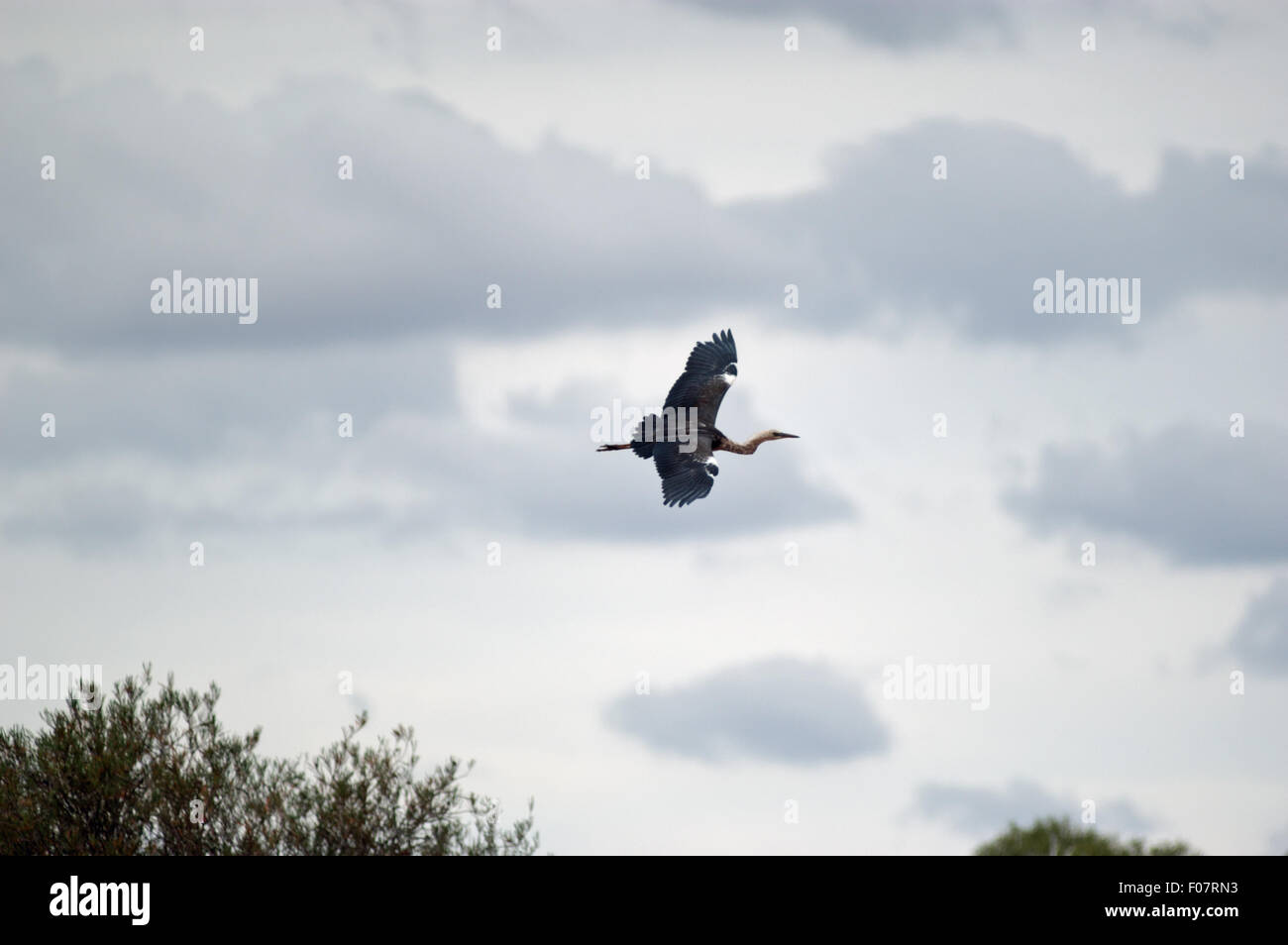White Neck Heron (Ardea pacifica) in flight Stock Photo - Alamy