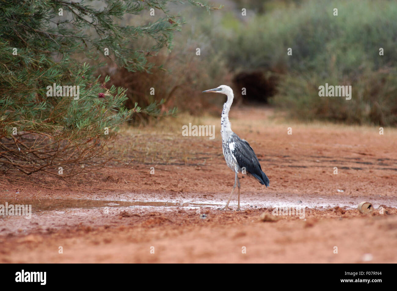 White Neck Heron (Ardea pacifica Stock Photo - Alamy