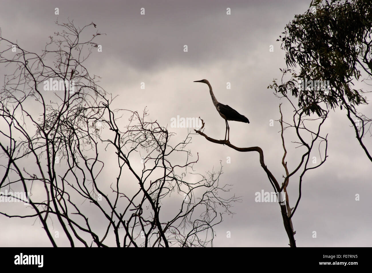 White Neck Heron (Ardea pacifica) perched on tree branch. Australia ...