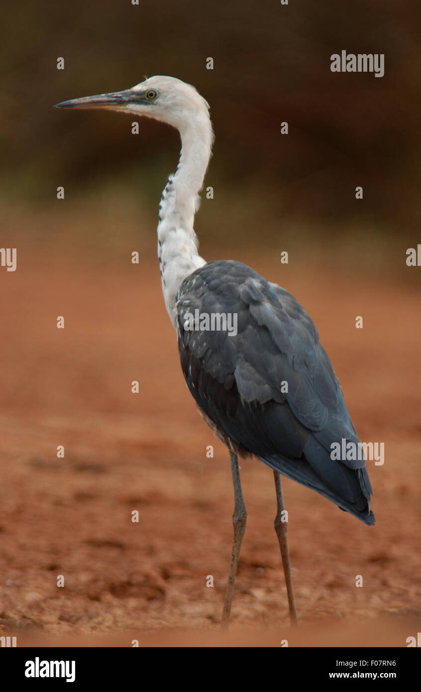 White Neck Heron (Ardea pacifica Stock Photo - Alamy