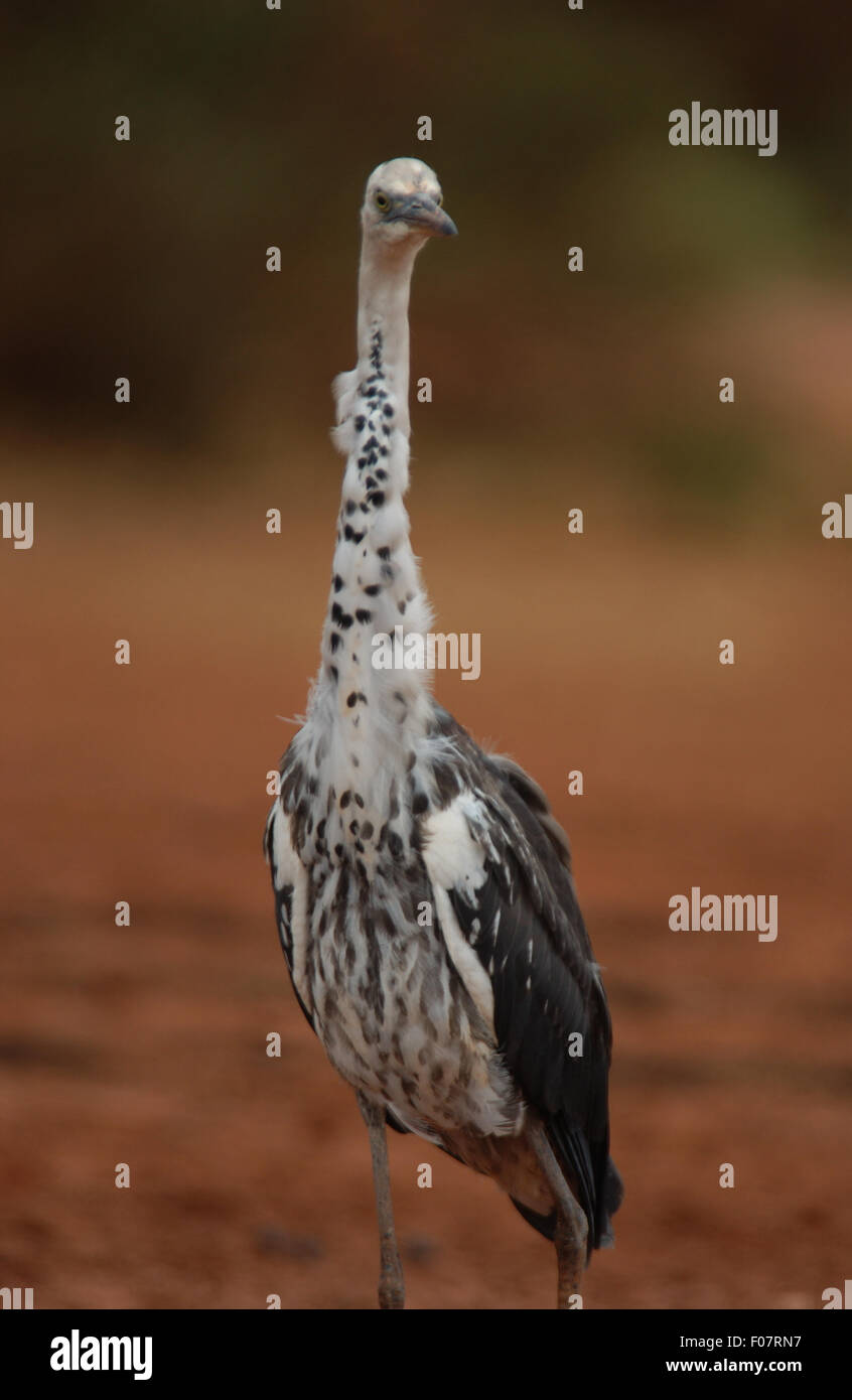 WHITE-NECKED HERON OR PACIFIC HERON (ARDEA PACIFICA Stock Photo - Alamy