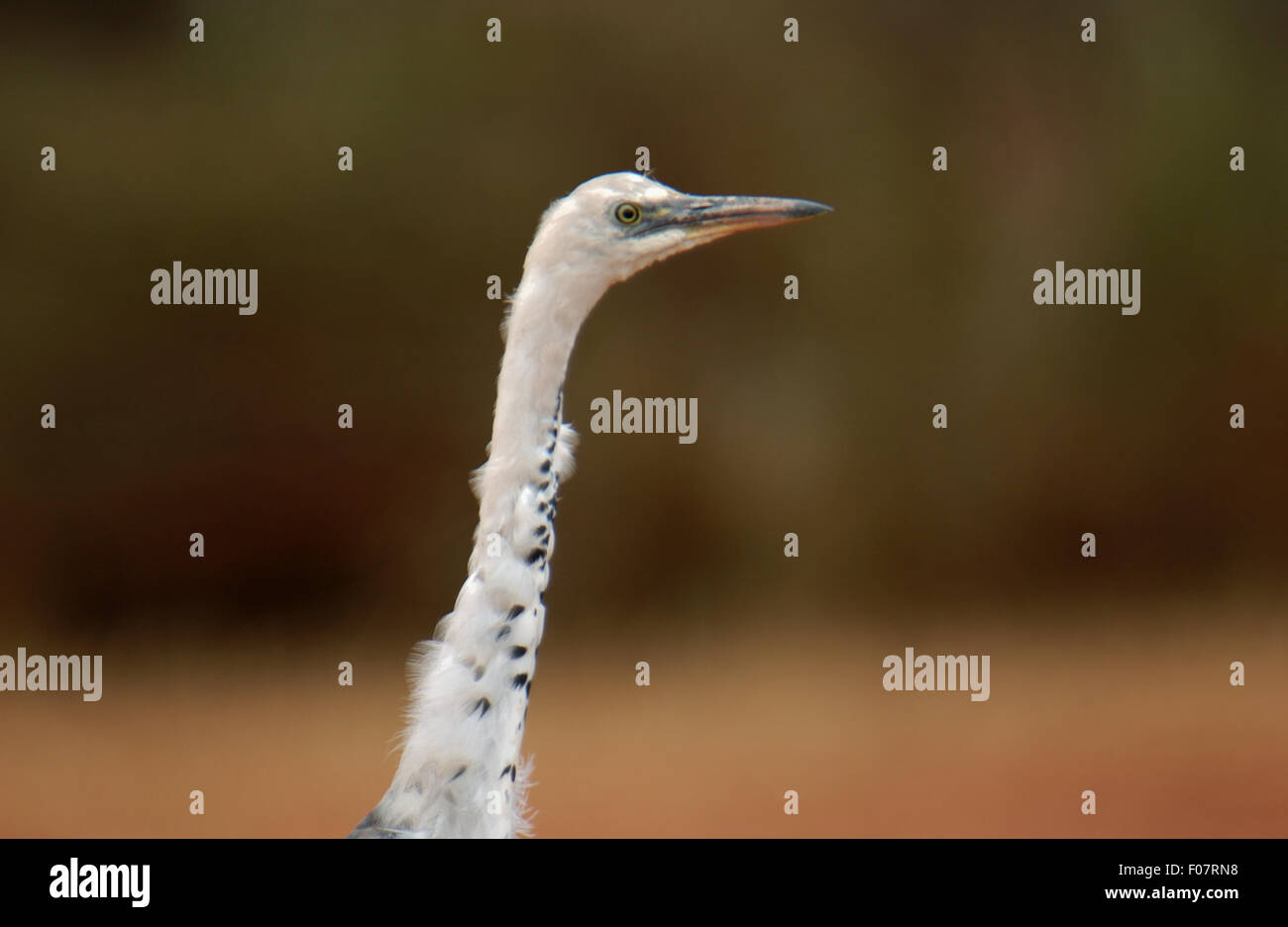 Head shot of a White Neck Heron (Ardea pacifica Stock Photo - Alamy