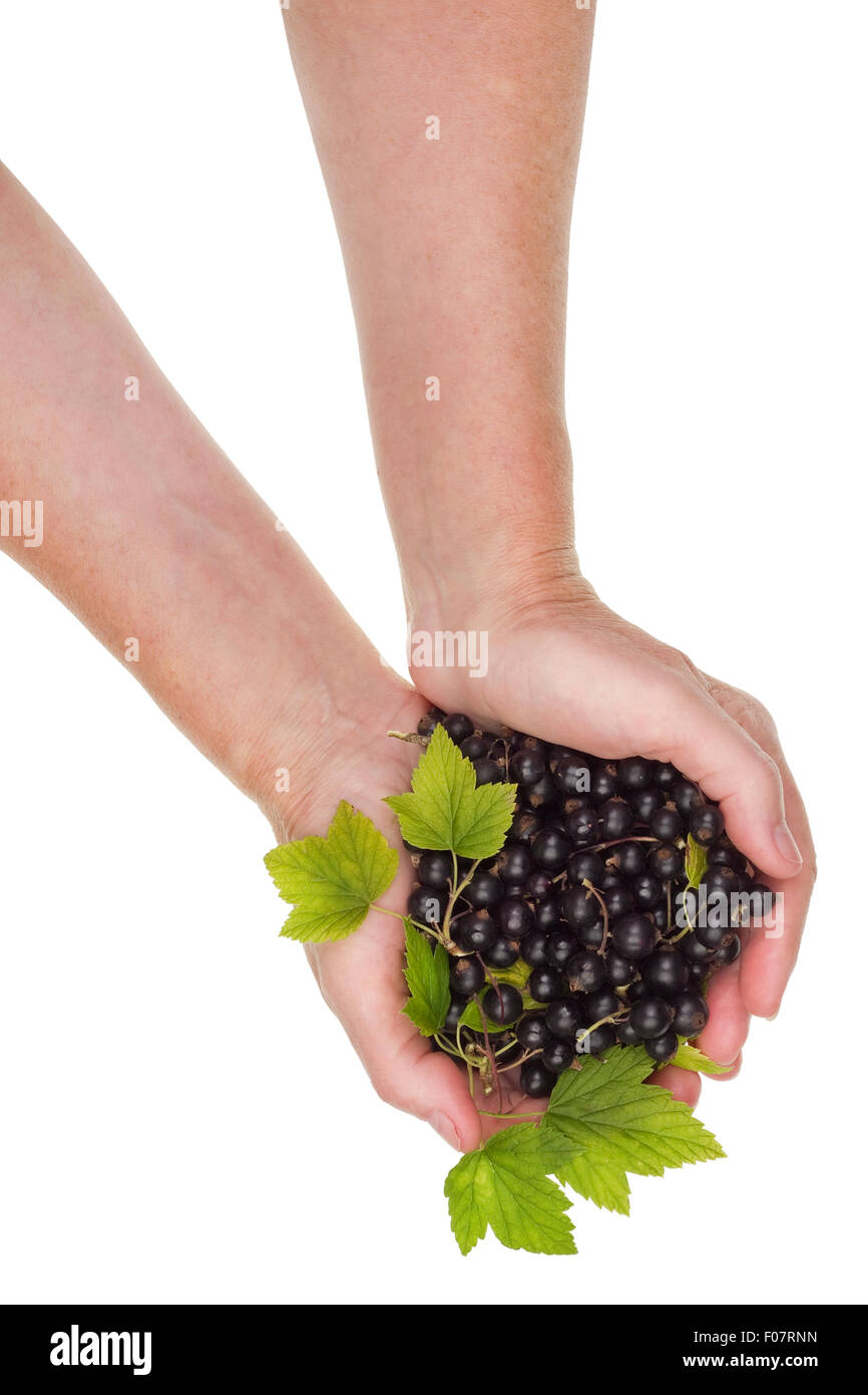 The rural worker hold on hands of ripe european black currant heap ...