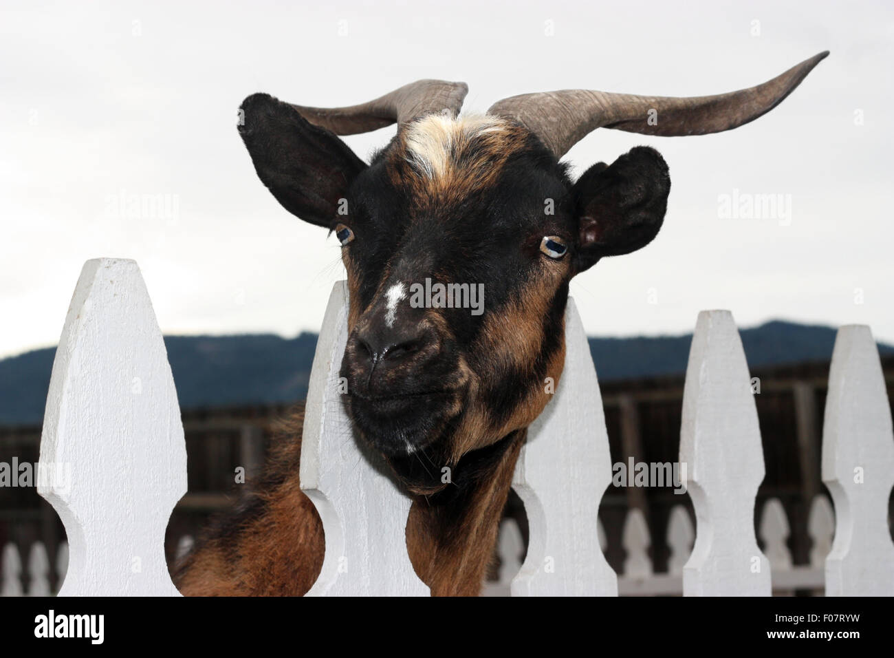 Old goat hi-res stock photography and images - Alamy
