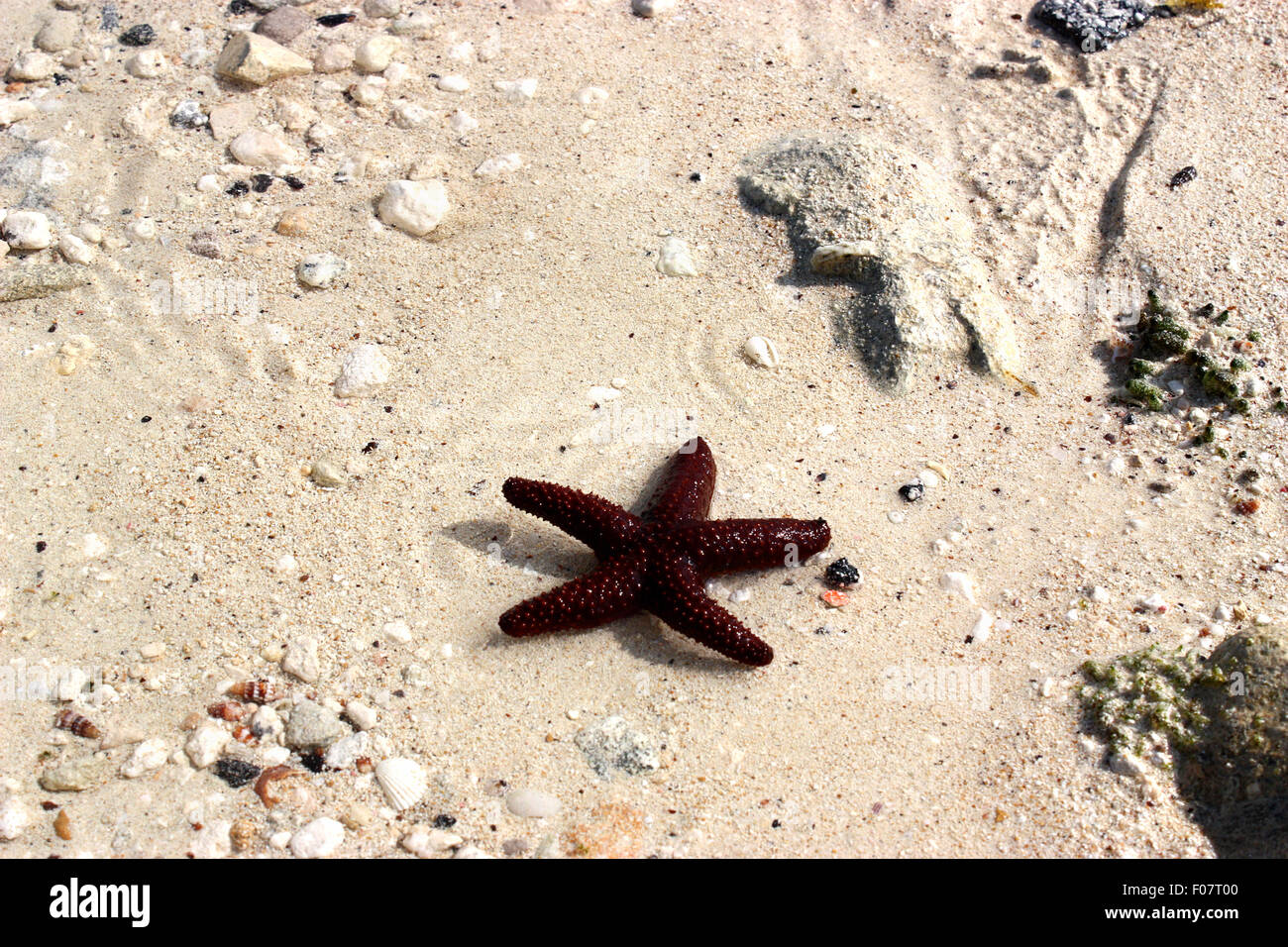 Starfish underwater rock sand hi-res stock photography and images - Alamy