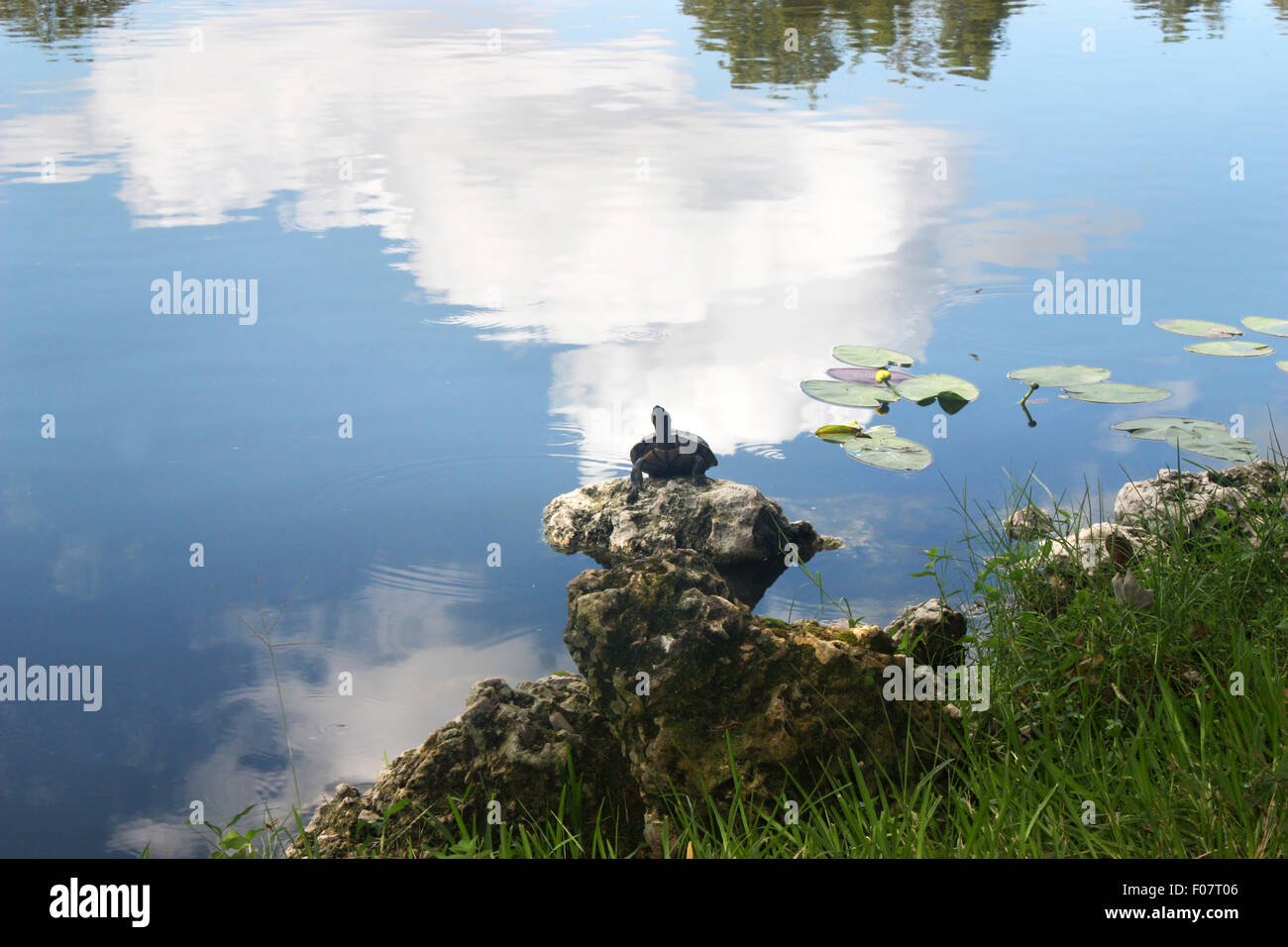 Small turtle on the rock near pond Stock Photo - Alamy
