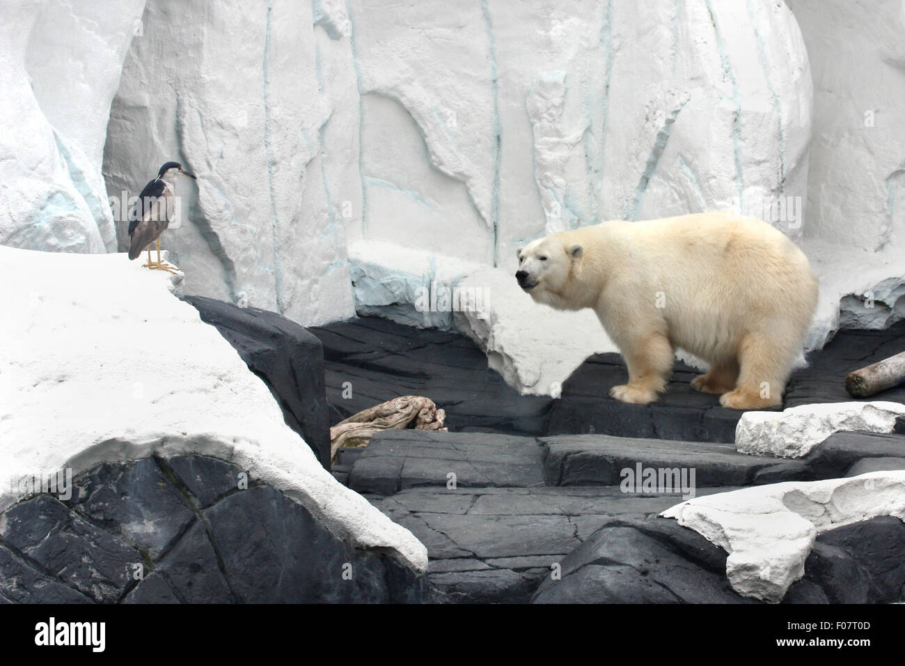 White bear and bird looking at each other Stock Photo - Alamy