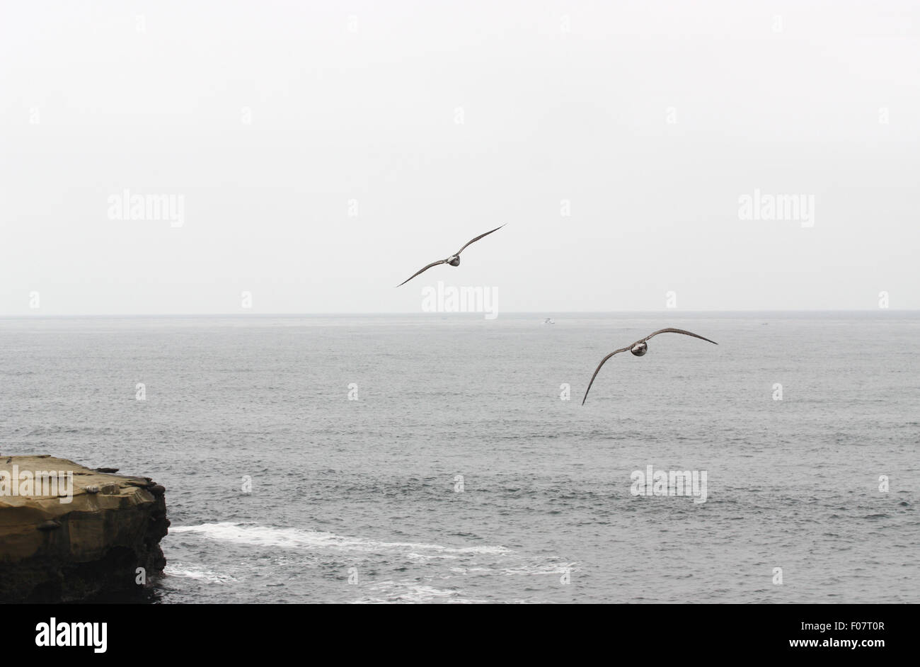 Tropical sea birds flying hi-res stock photography and images - Alamy