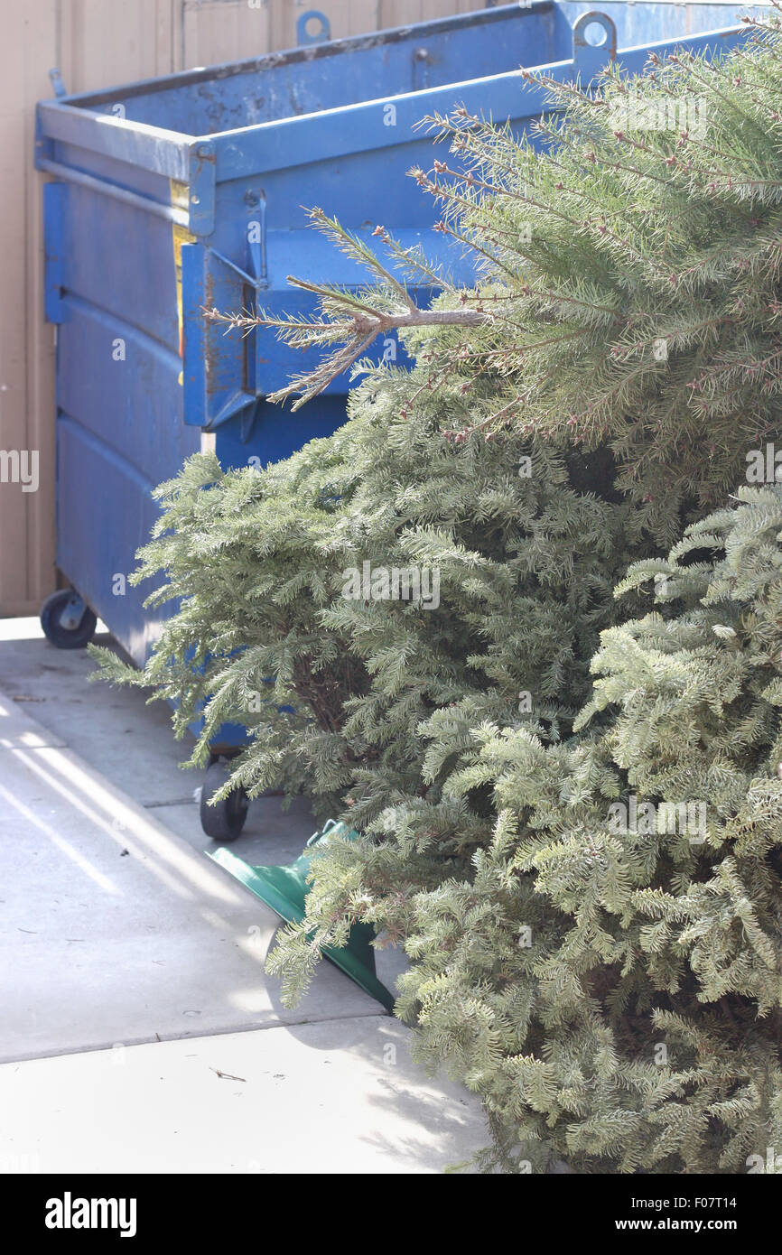 Stack of dry old christmas trees Stock Photo - Alamy