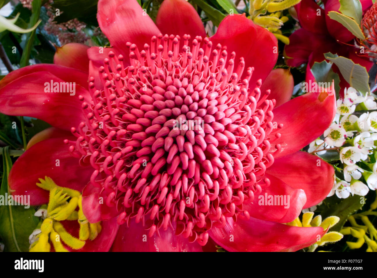 Red waratah flowers hi-res stock photography and images - Alamy
