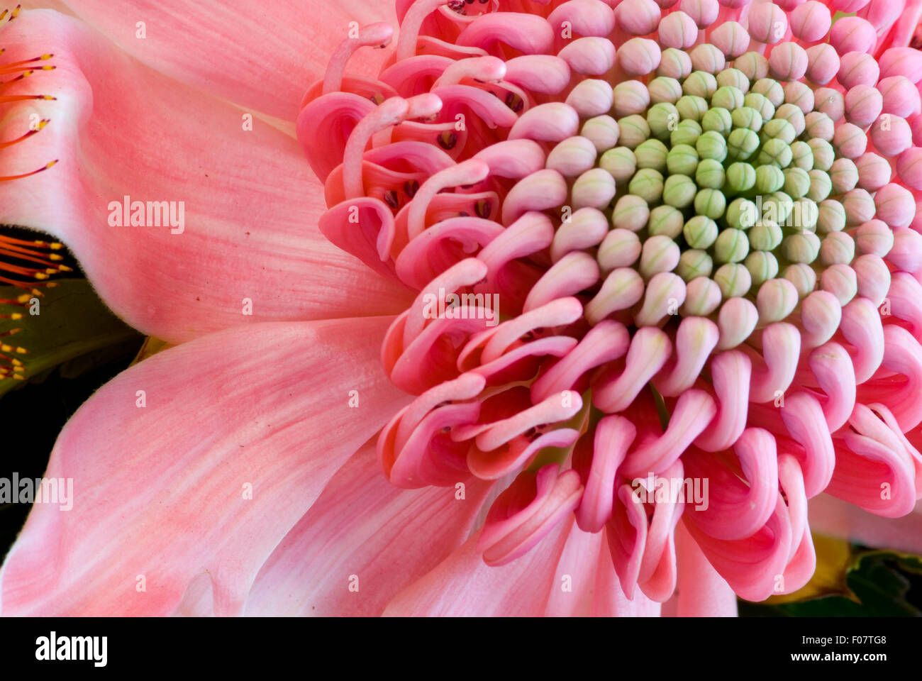 Close-up of a pink Waratah (Telopea) flower Stock Photo - Alamy