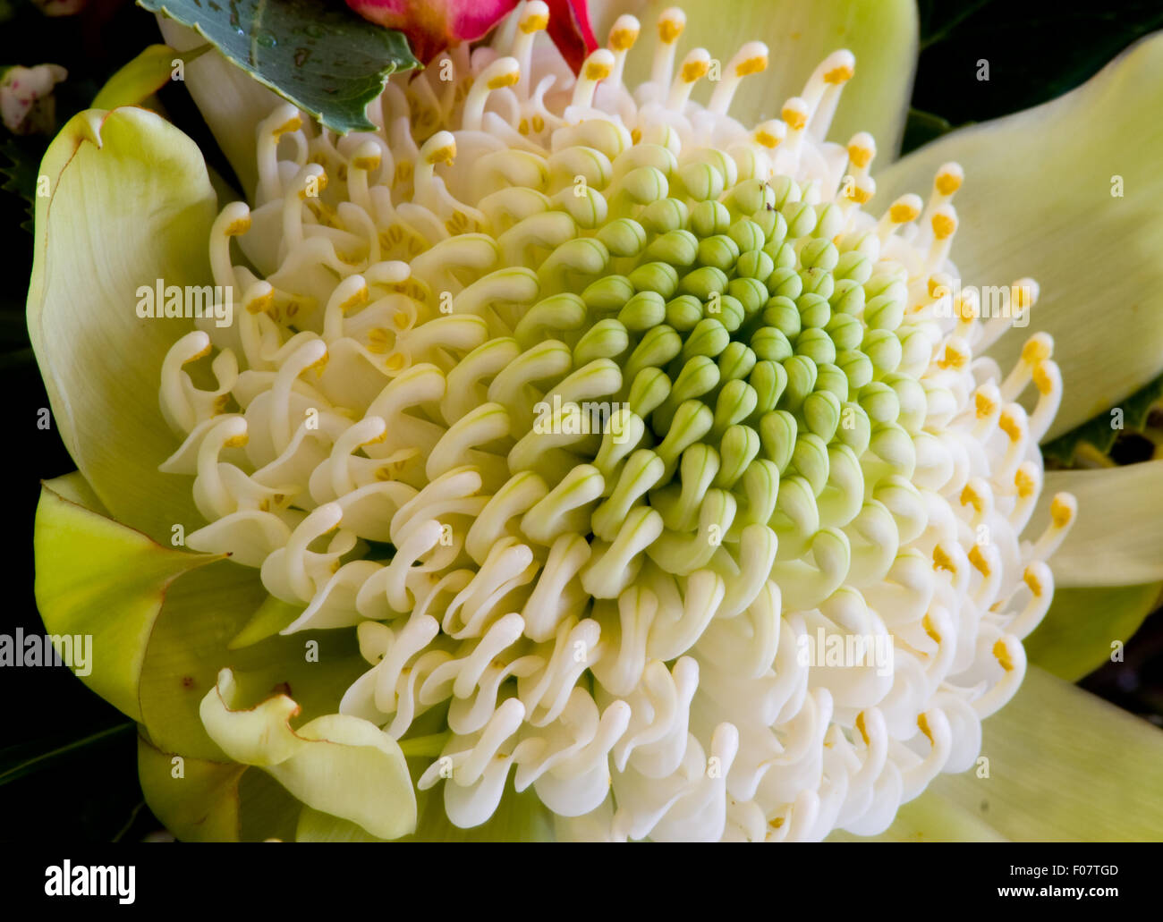 White waratah hi-res stock photography and images - Alamy