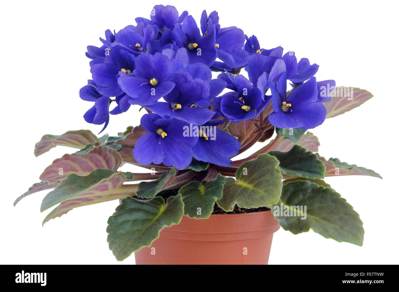 Ideal indoor blue violets flowers bush isolated Stock Photo - Alamy