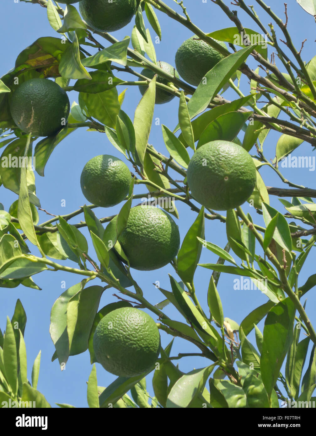 Oranges on a tree hi-res stock photography and images - Alamy