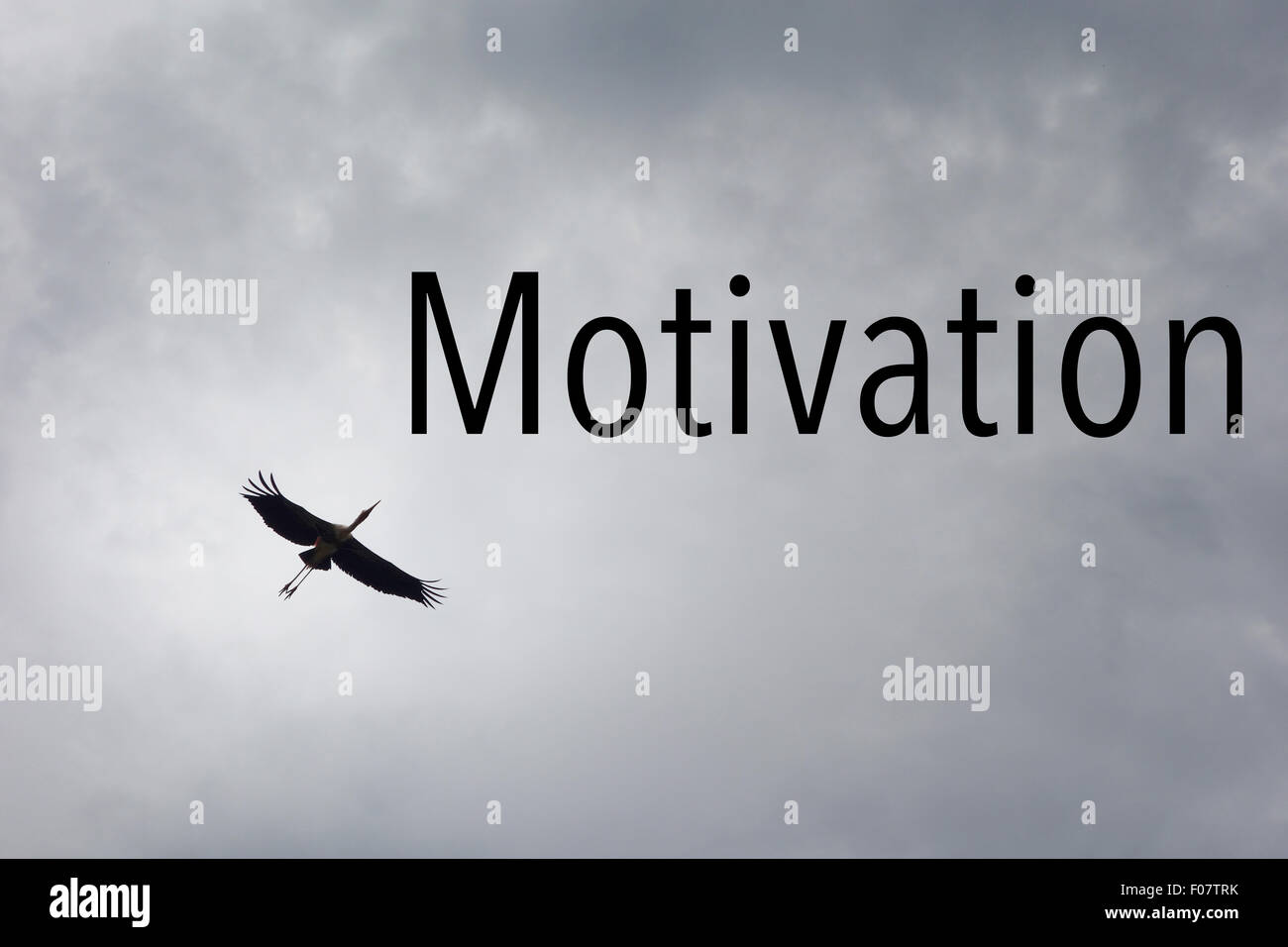 Wide bird image hi-res stock photography and images - Alamy