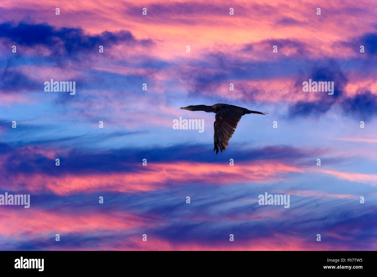 Bird flying among the colorful vibrant ethereal like cloudscape Stock ...
