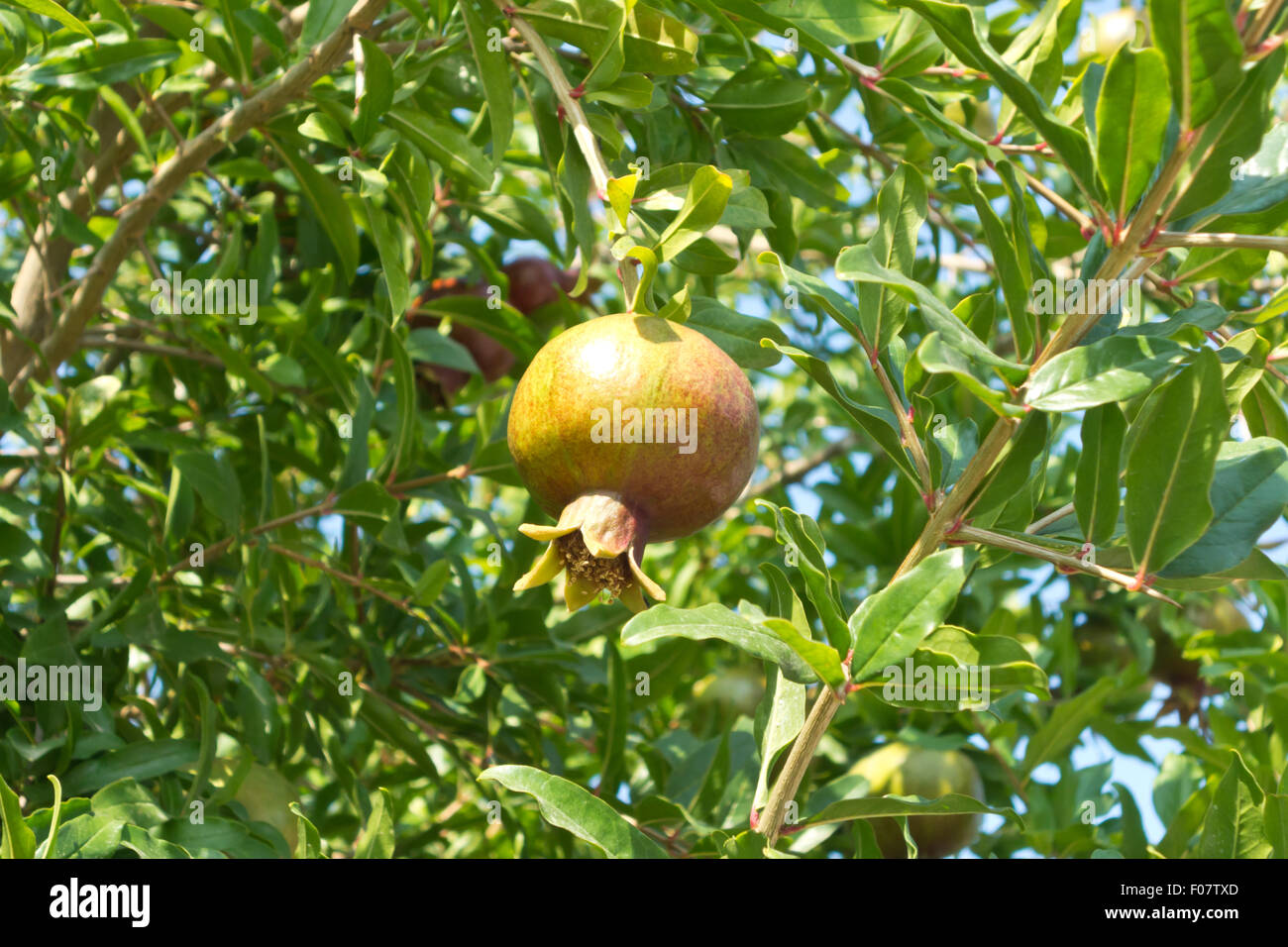 pomegranate on the tree Stock Photo - Alamy