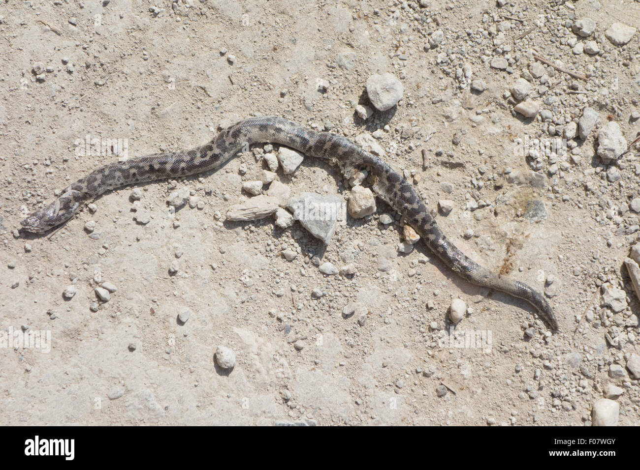 dead snake on a road Stock Photo - Alamy
