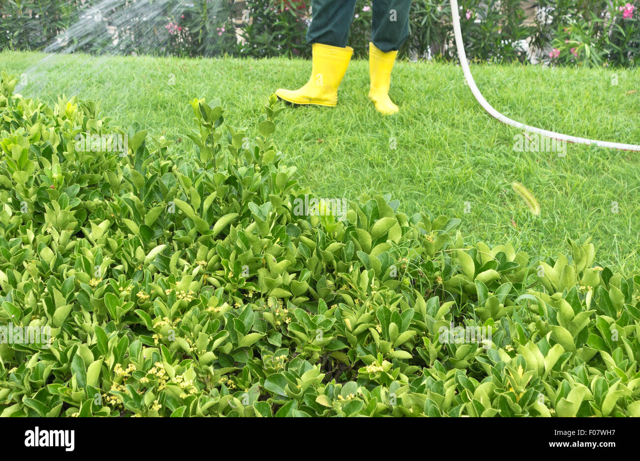 man watering the garden with hose Stock Photo - Alamy