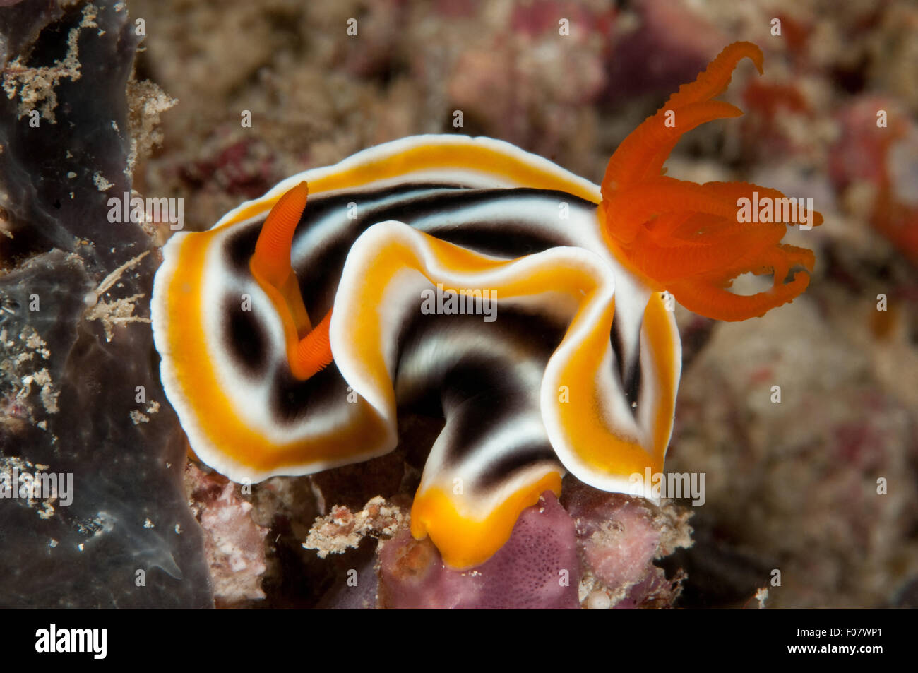Chromodoris hi-res stock photography and images - Alamy