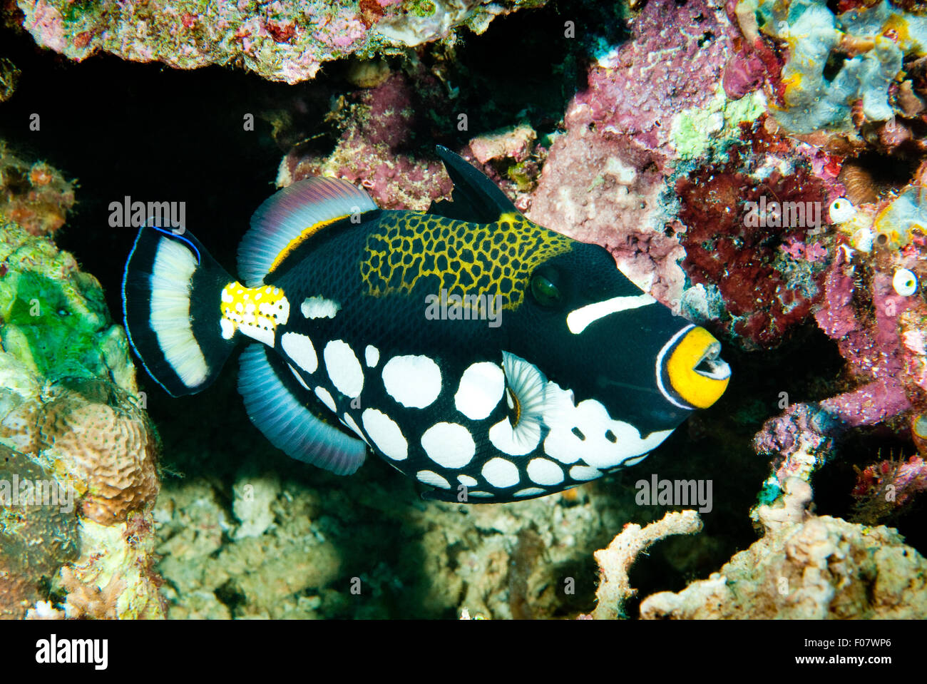 Clown Triggerfish (Balistoides conspicillum Stock Photo - Alamy