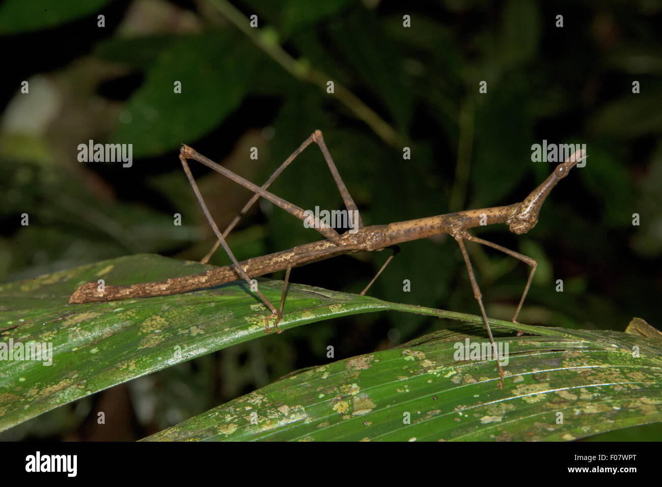 Jumping Stick (Apioscelis sp Stock Photo - Alamy