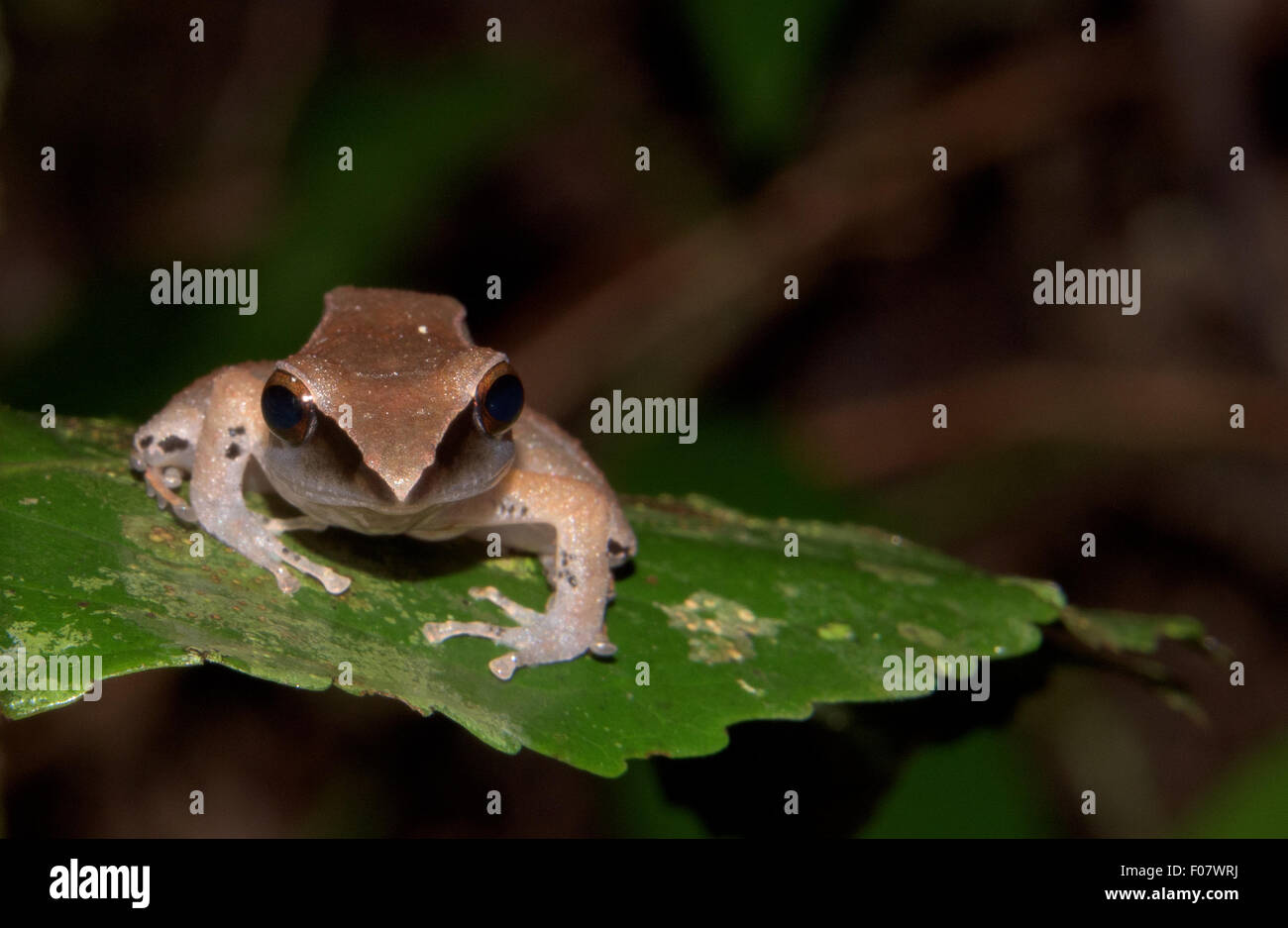 Robber Frog (Craugastor sp Stock Photo - Alamy