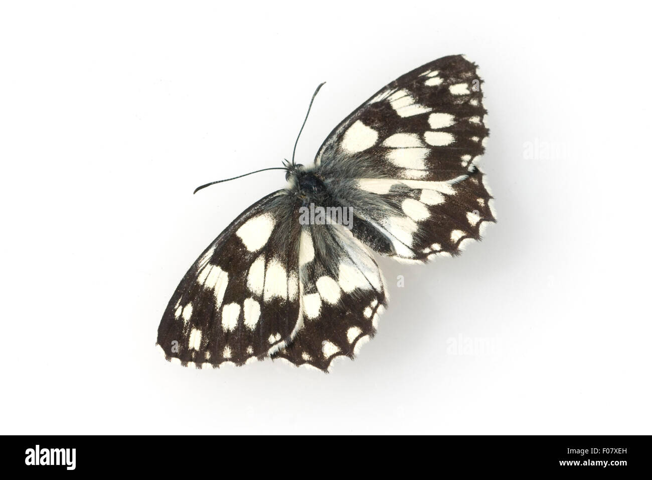 Checkerboard butterfly hi-res stock photography and images - Alamy